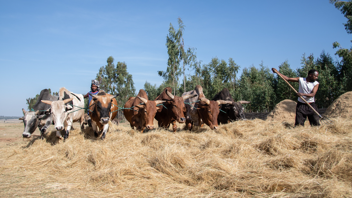 Livestock Provide A Wealth Of Economic And Employment Opportunities